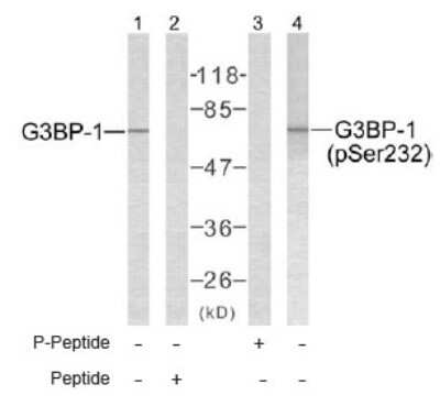 G3BP1 [p Ser232] Antibody (NB100-81931): Novus Biologicals